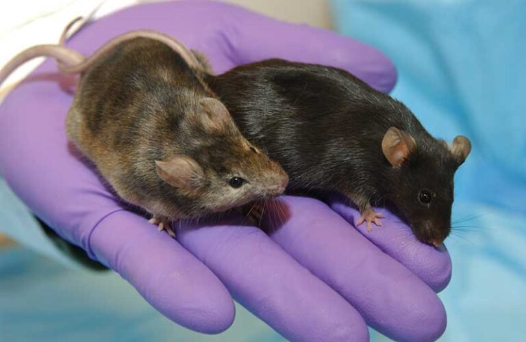 Diabetes Cured in Mice—Mice Ecstatic, Monkeys Cautiously Optimistic ...