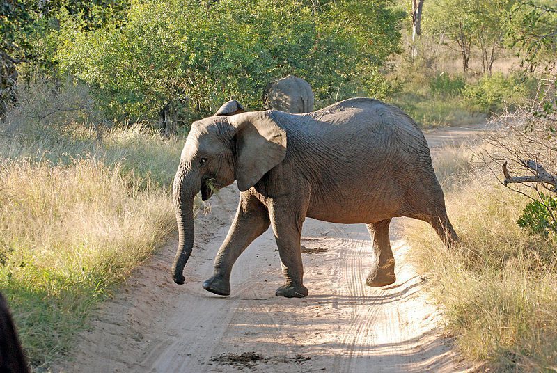 Scientists On The Brink Of Creating A Tusk-less Elephant-mammoth