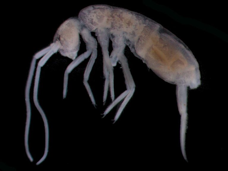Deep Cave Springtail: The Deepest Land Animal | OddFeed