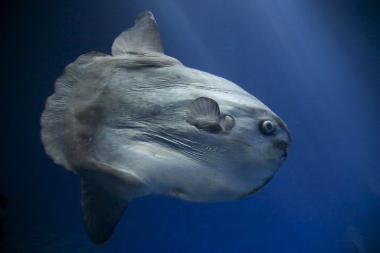 Quirks of the Deep: The Oddities of the Mola Mola Fish | OddFeed