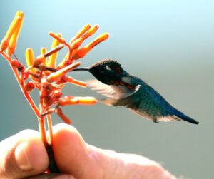 Zunzuncito: What’s Life Like for the World’s Smallest Bird? | OddFeed