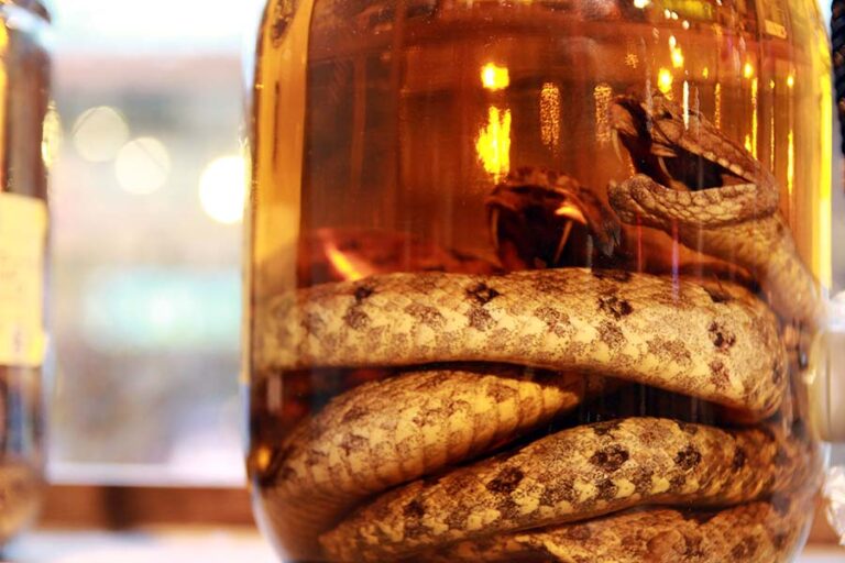 Habu Sake: The Cruelly Produced Snake Wine | OddFeed