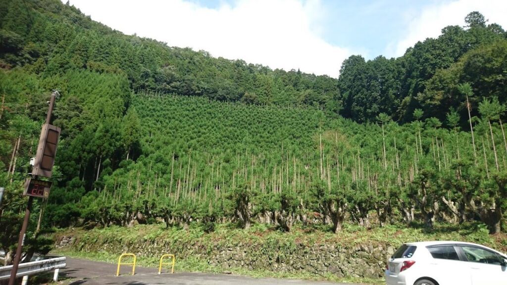Daisugi: Everything You Need to Know (and a Bit Extra) About the ...