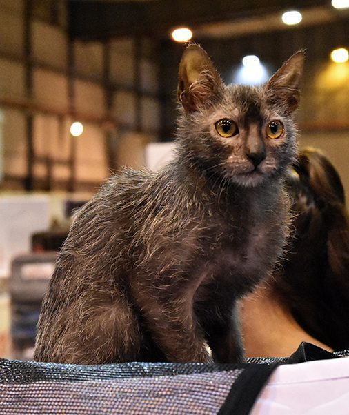 The Witch's Purr-fect Companion: The Intriguing Wolf Cat | OddFeed